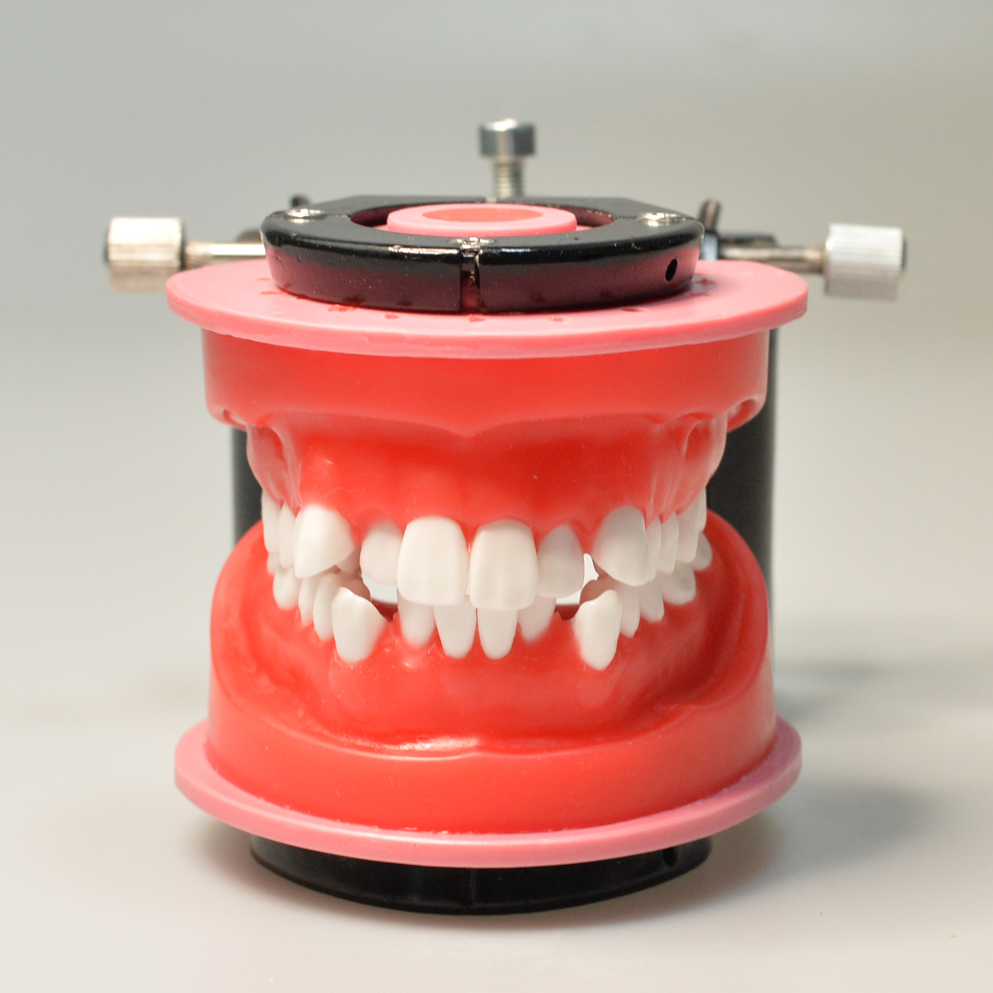 Orthodontic training Typodont – Jojenmodel-dental model teeth,dental ...