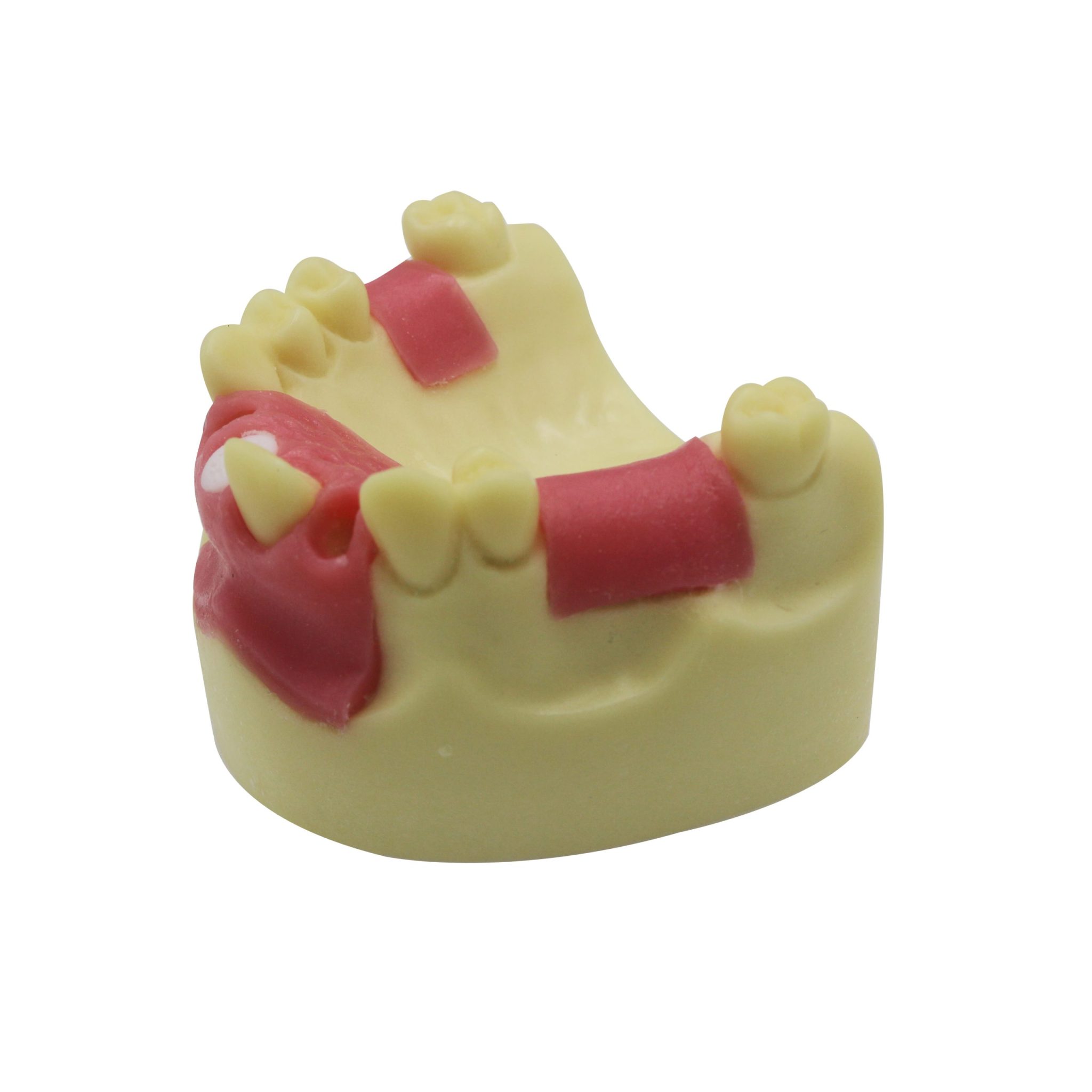 Conduction Anesthesia Model – Jojenmodel-dental model teeth,dental ...