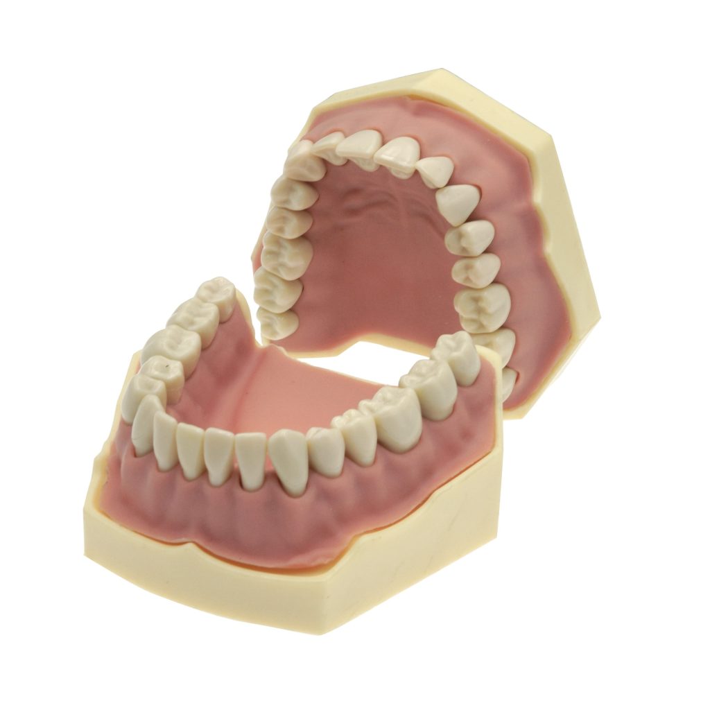 Periodontal Jaw Model – Jojenmodel-dental model teeth,dental simulation ...
