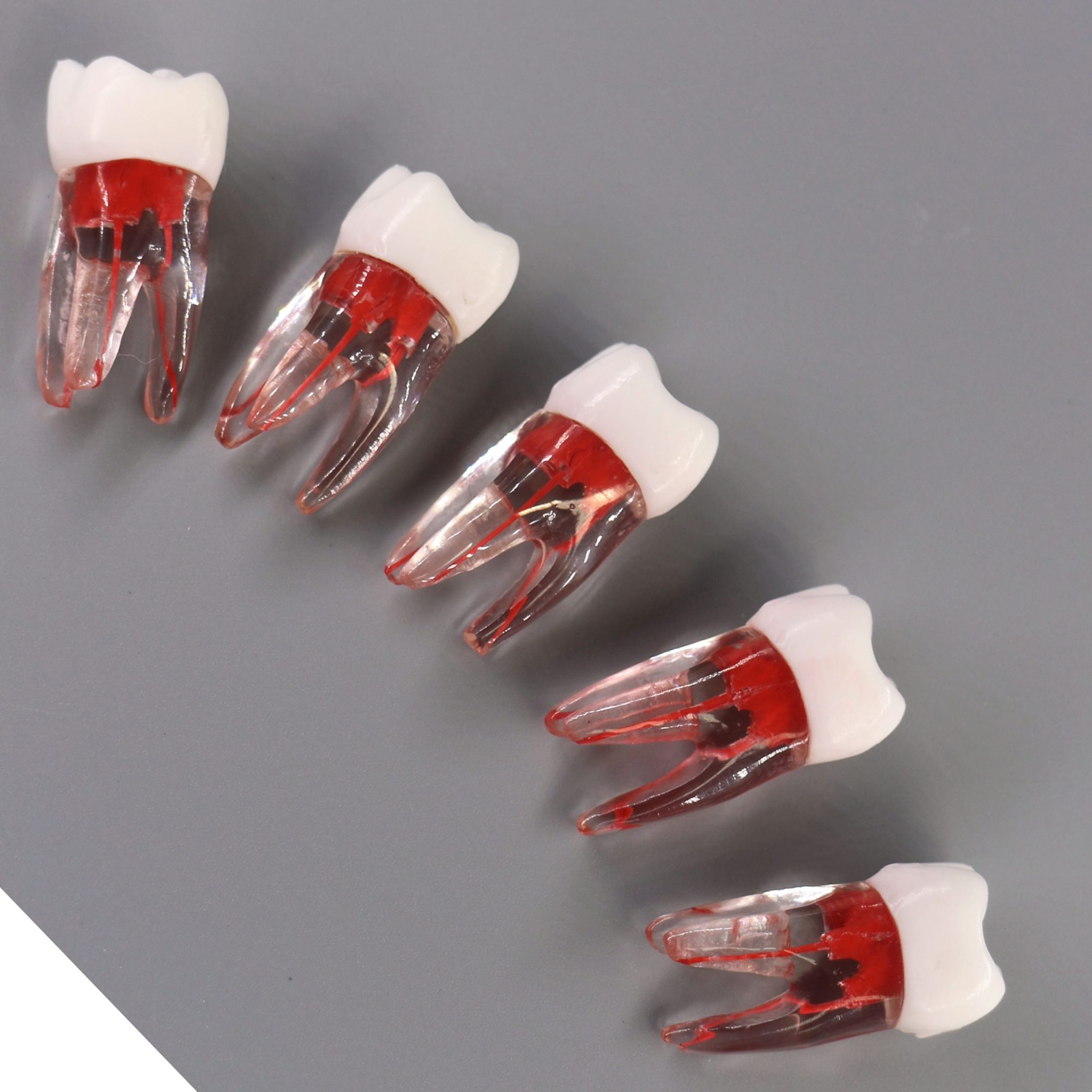 phantom head meaning – Jojenmodel-dental model teeth,dental simulation ...