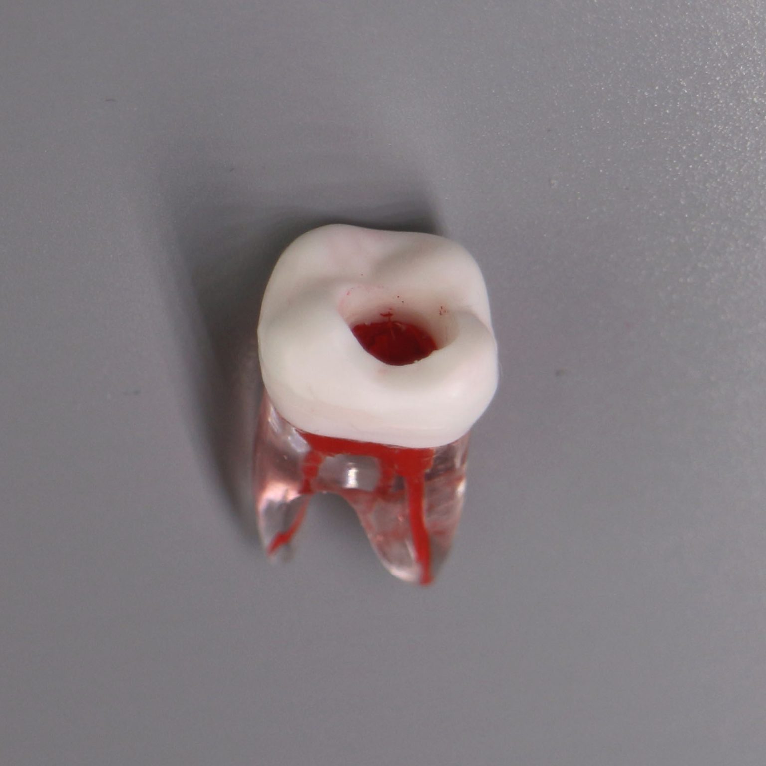Endo Teeth for practice – Jojenmodel-dental model teeth,dental ...