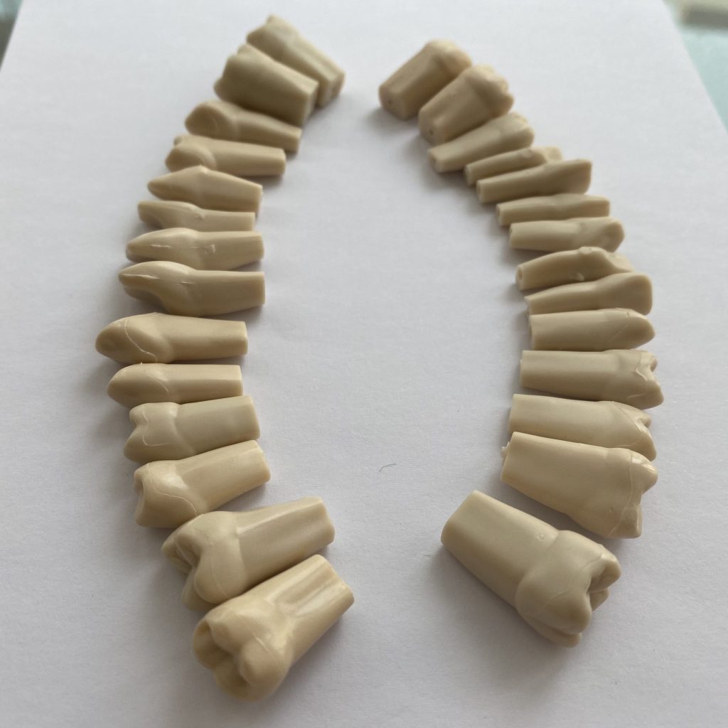 Typodont Teeth – Jojenmodel-dental model teeth,dental simulation ...