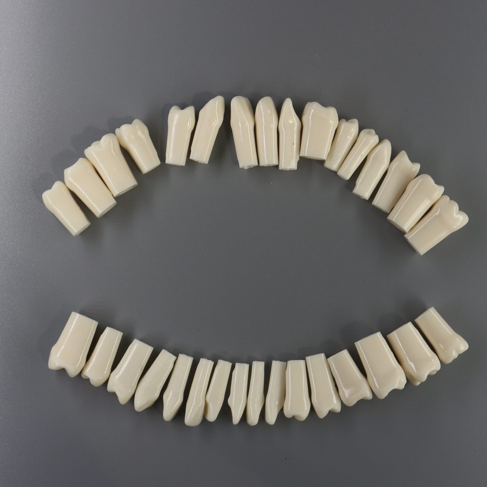 Typodont Replacement Teeth – Jojenmodel-dental model teeth,dental ...