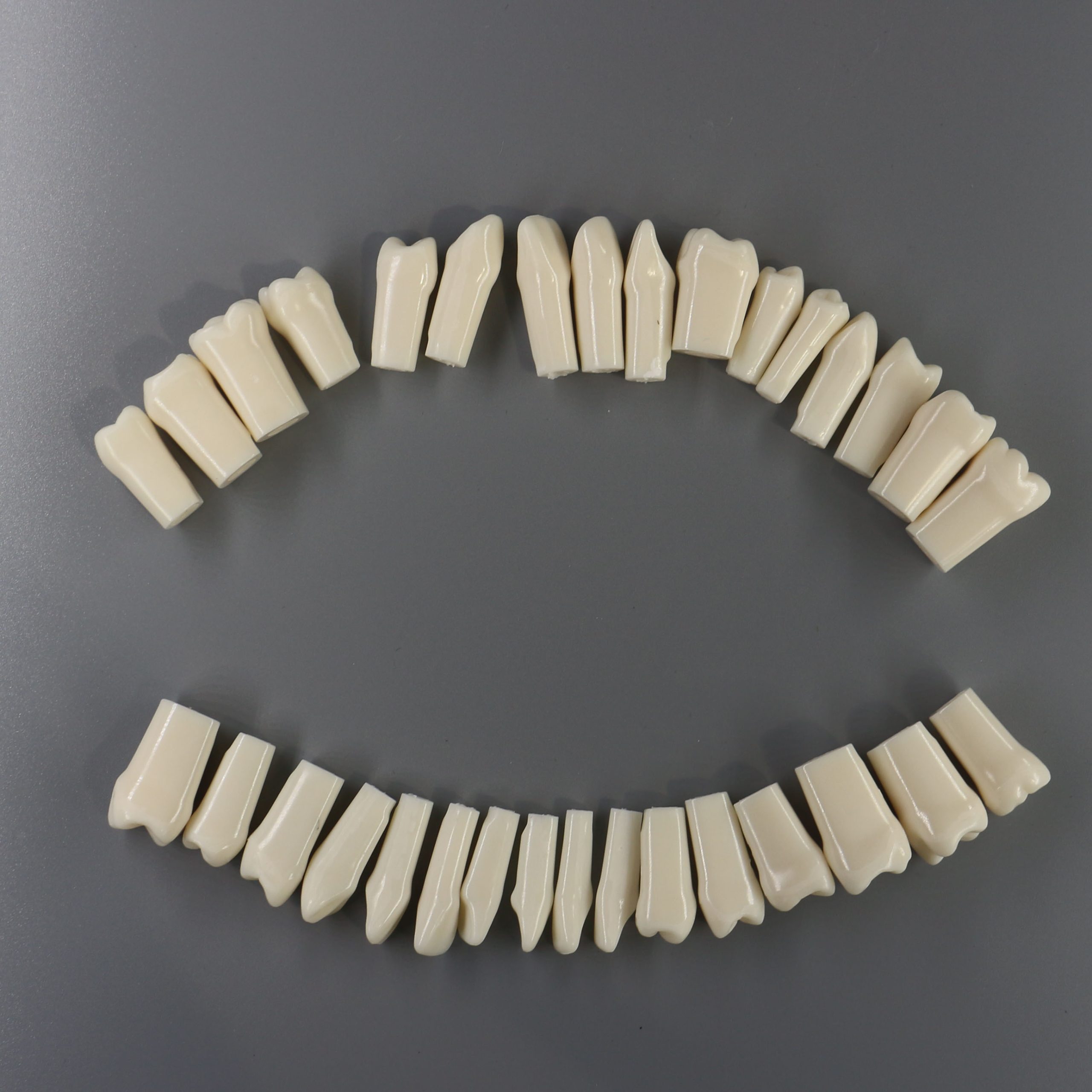 Typodont Replacement Teeth – Jojenmodel-dental model teeth,dental ...