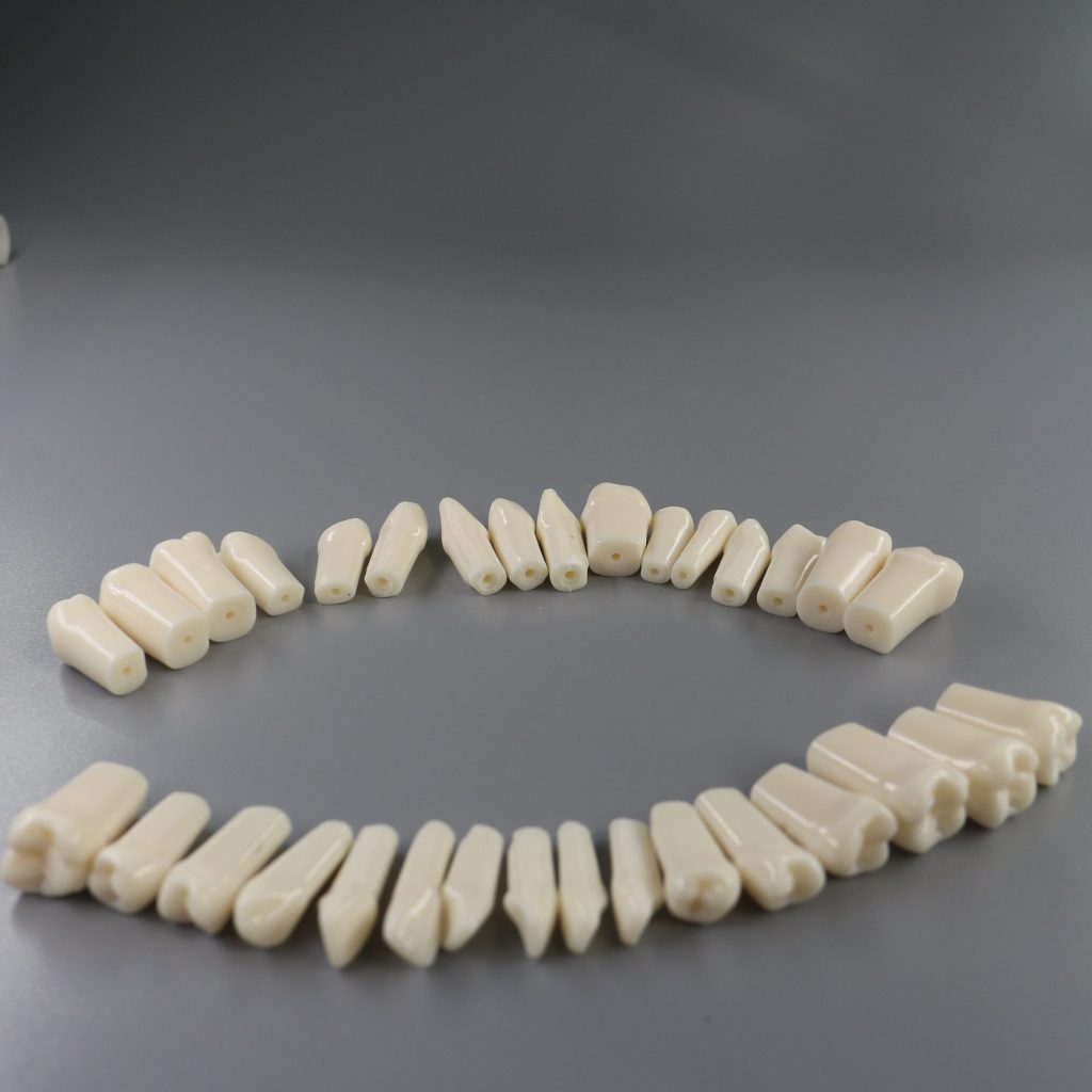 Typodont Replacement Teeth – Jojenmodel-dental model teeth,dental ...