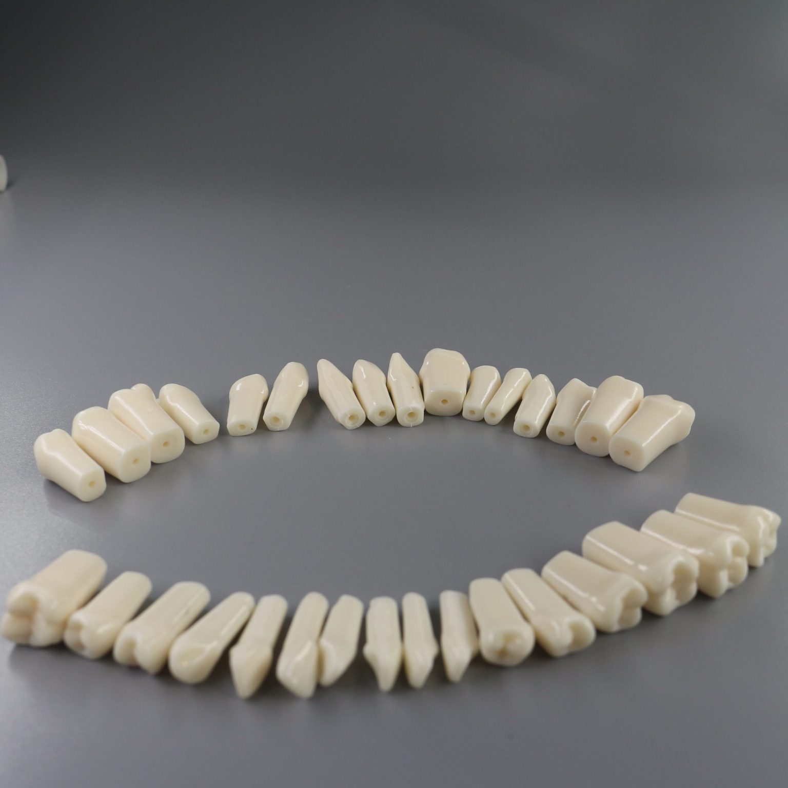 Typodont Replacement Teeth – Jojenmodel-dental model teeth,dental ...