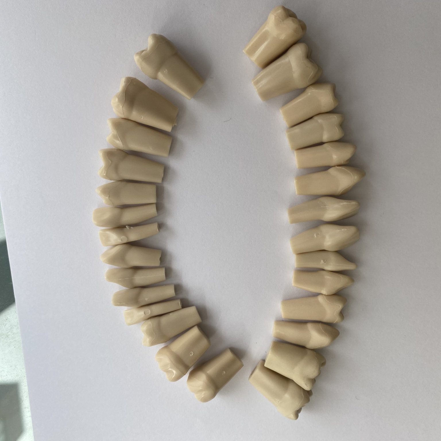 Typodont Teeth – Jojenmodel-dental model teeth,dental simulation ...