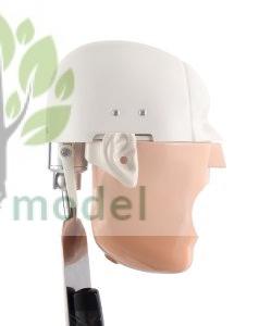 phantom head meaning – Jojenmodel-dental model teeth,dental simulation ...