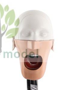 phantom head meaning – Jojenmodel-dental model teeth,dental simulation ...