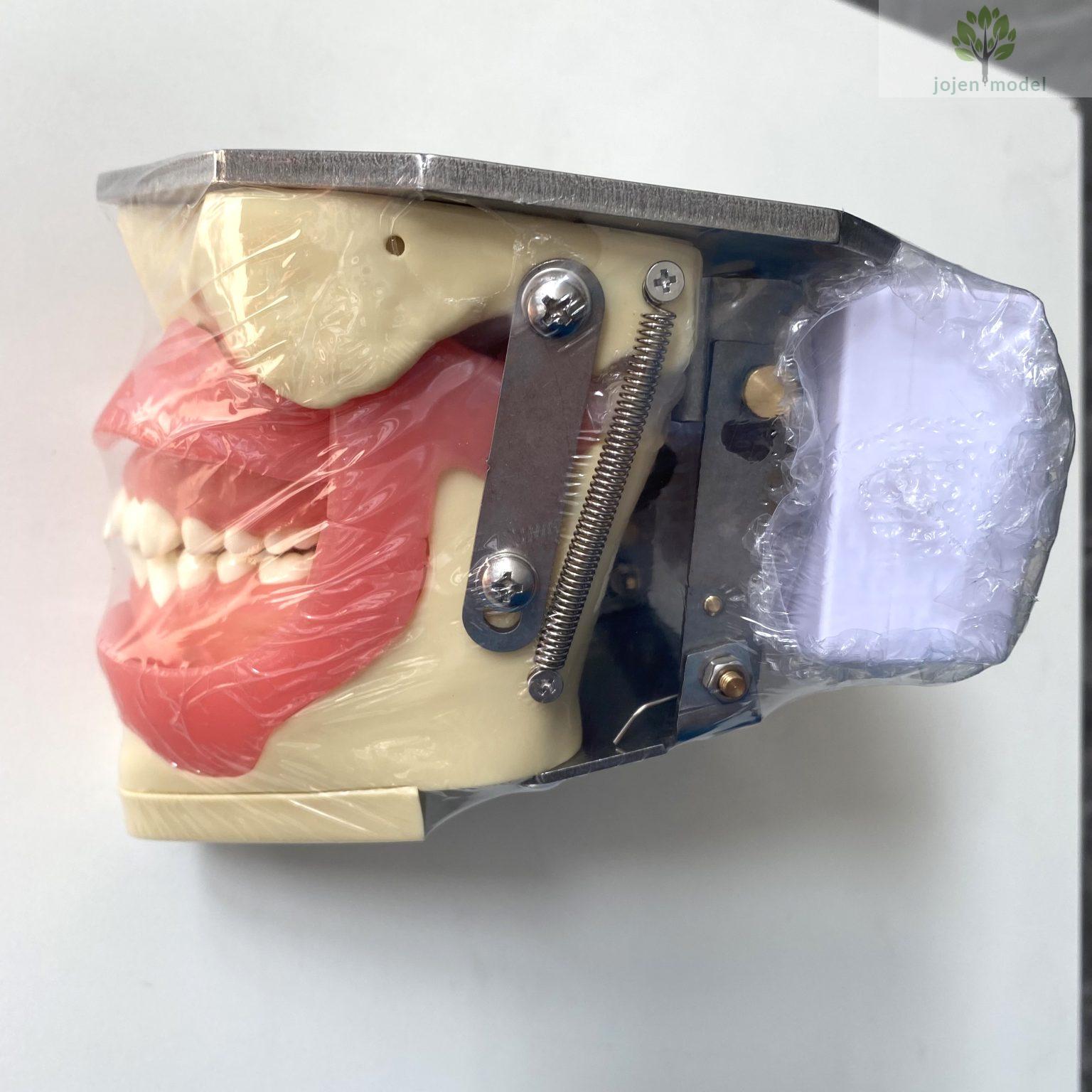 Conduction Anesthesia Model – Jojenmodel-dental model teeth,dental ...