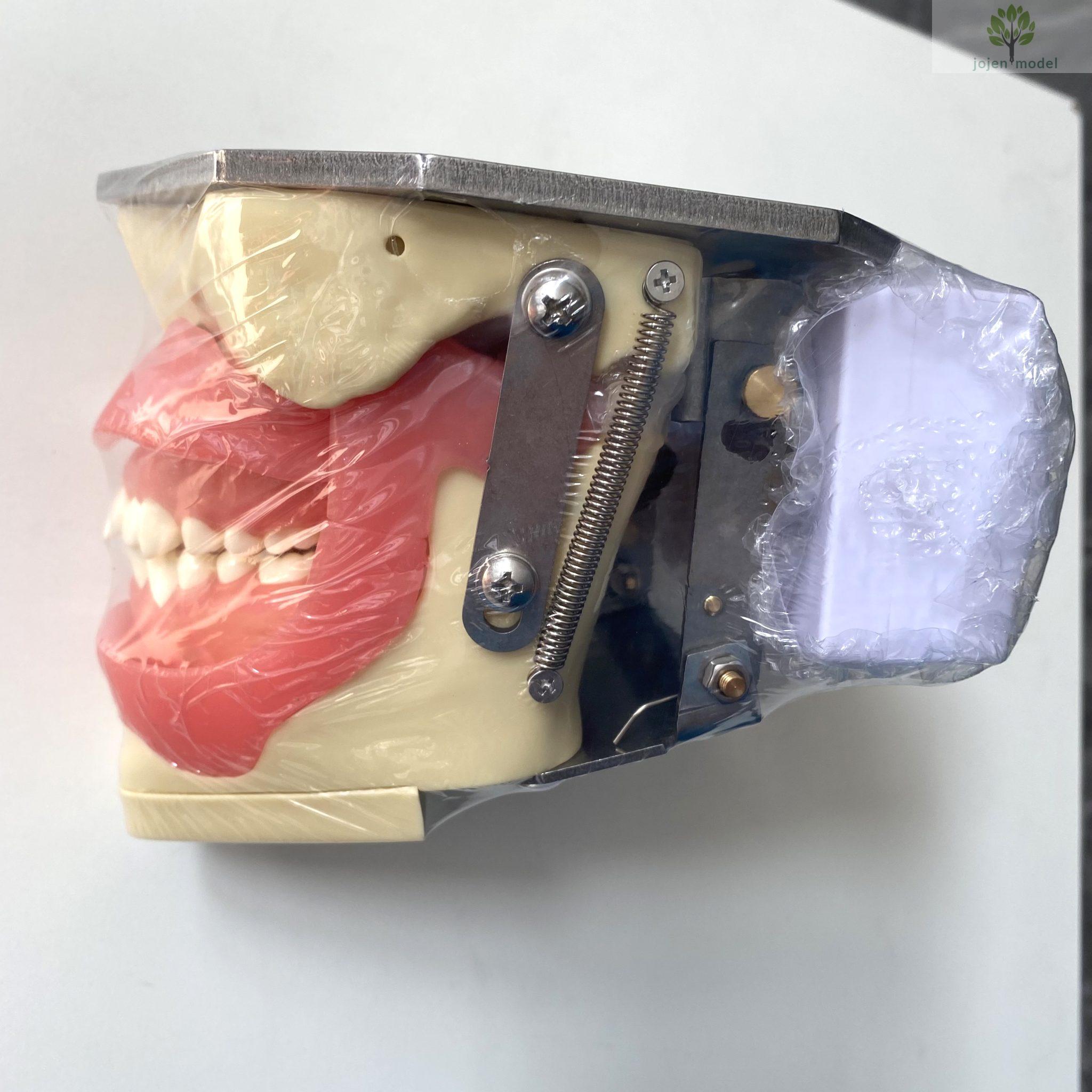 Conduction Anesthesia Model – Jojenmodel-dental model teeth,dental ...
