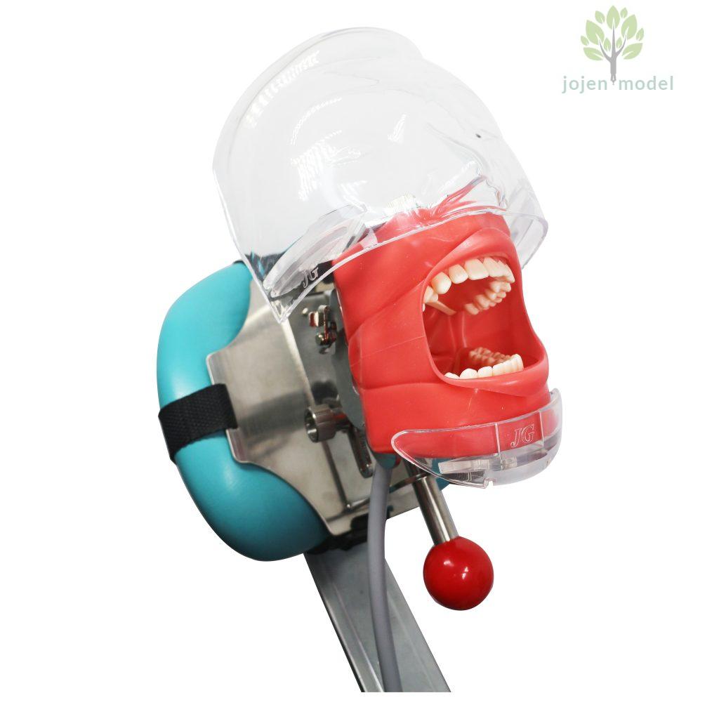 dental phantom head model – Jojenmodel-dental model teeth,dental ...