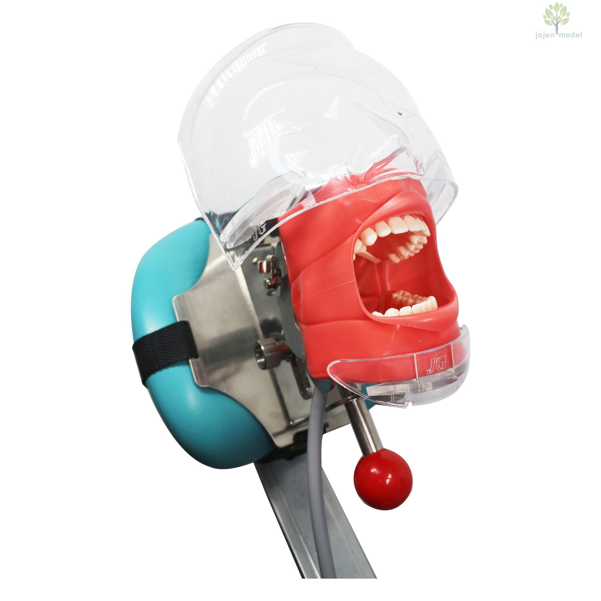 dental phantom head model – Jojenmodel-dental model teeth,dental ...