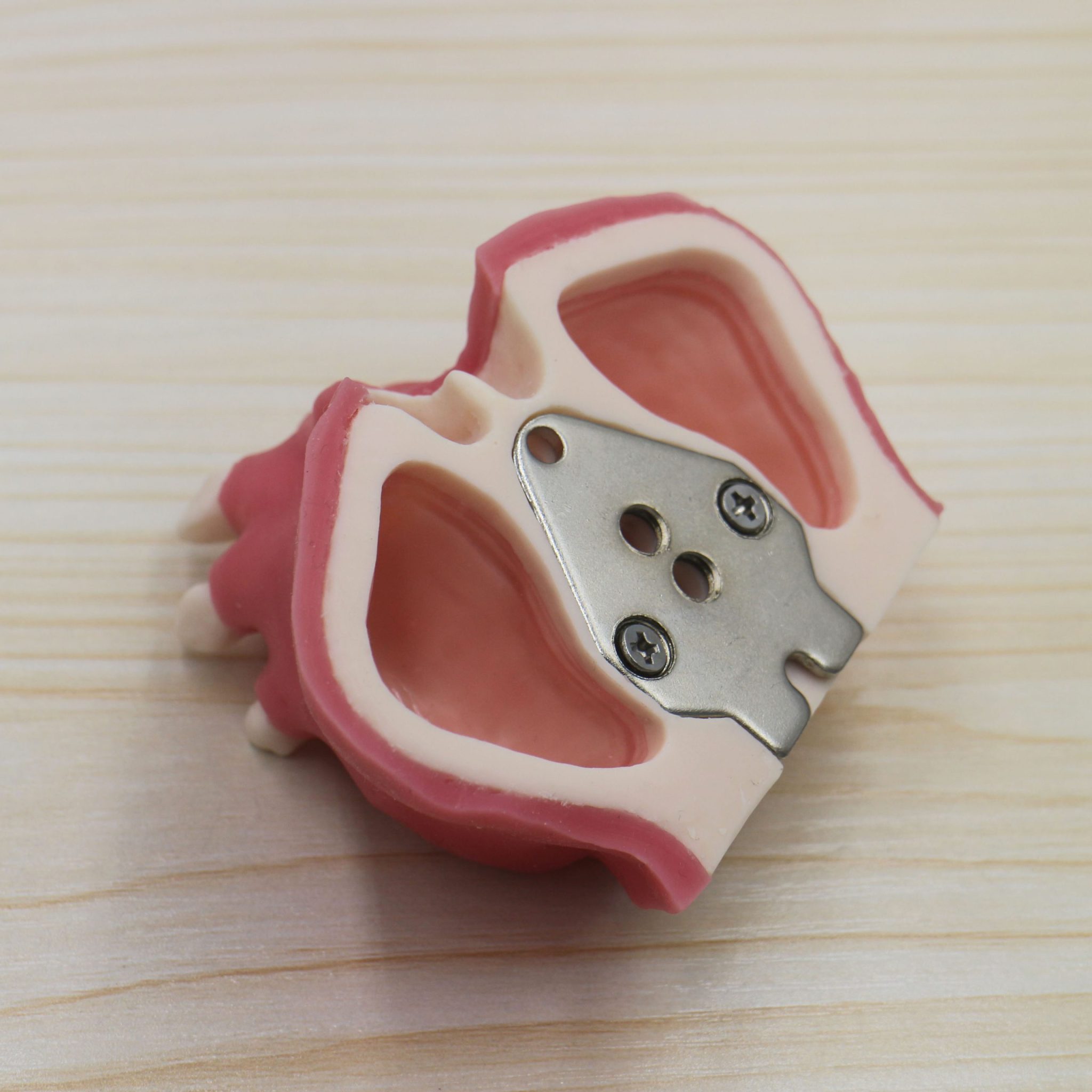 Conduction Anesthesia Model – Jojenmodel-dental model teeth,dental ...