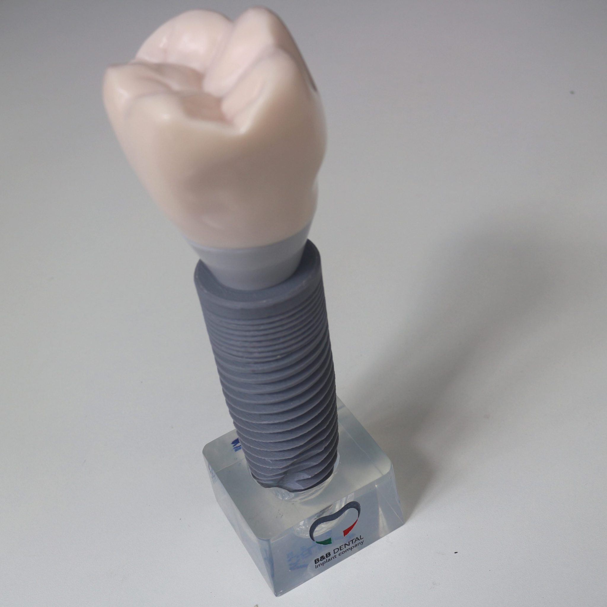 Conduction Anesthesia Model – Jojenmodel-dental model teeth,dental ...