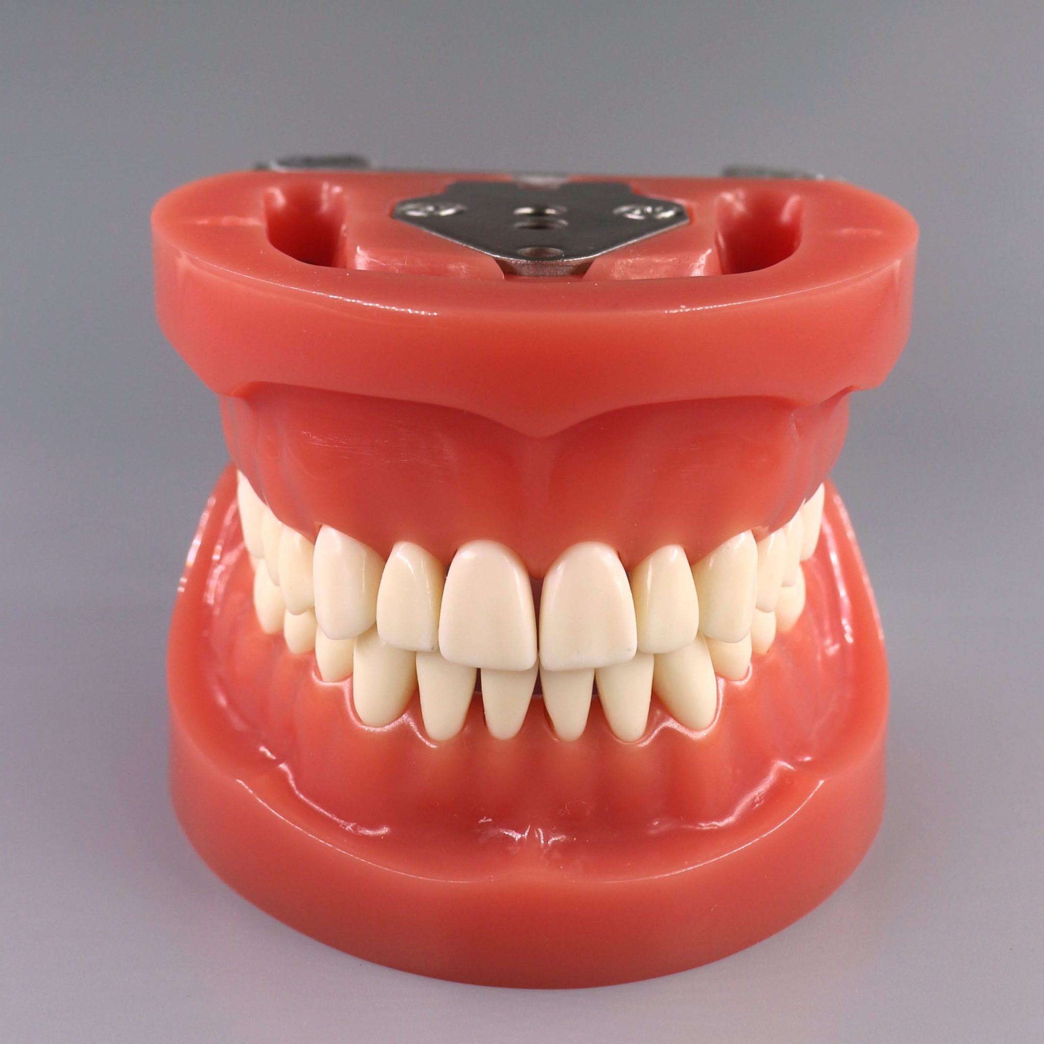 200 Series Hard Gingiva Jaw Model (32 Teeth) – Jojenmodel-dental model ...