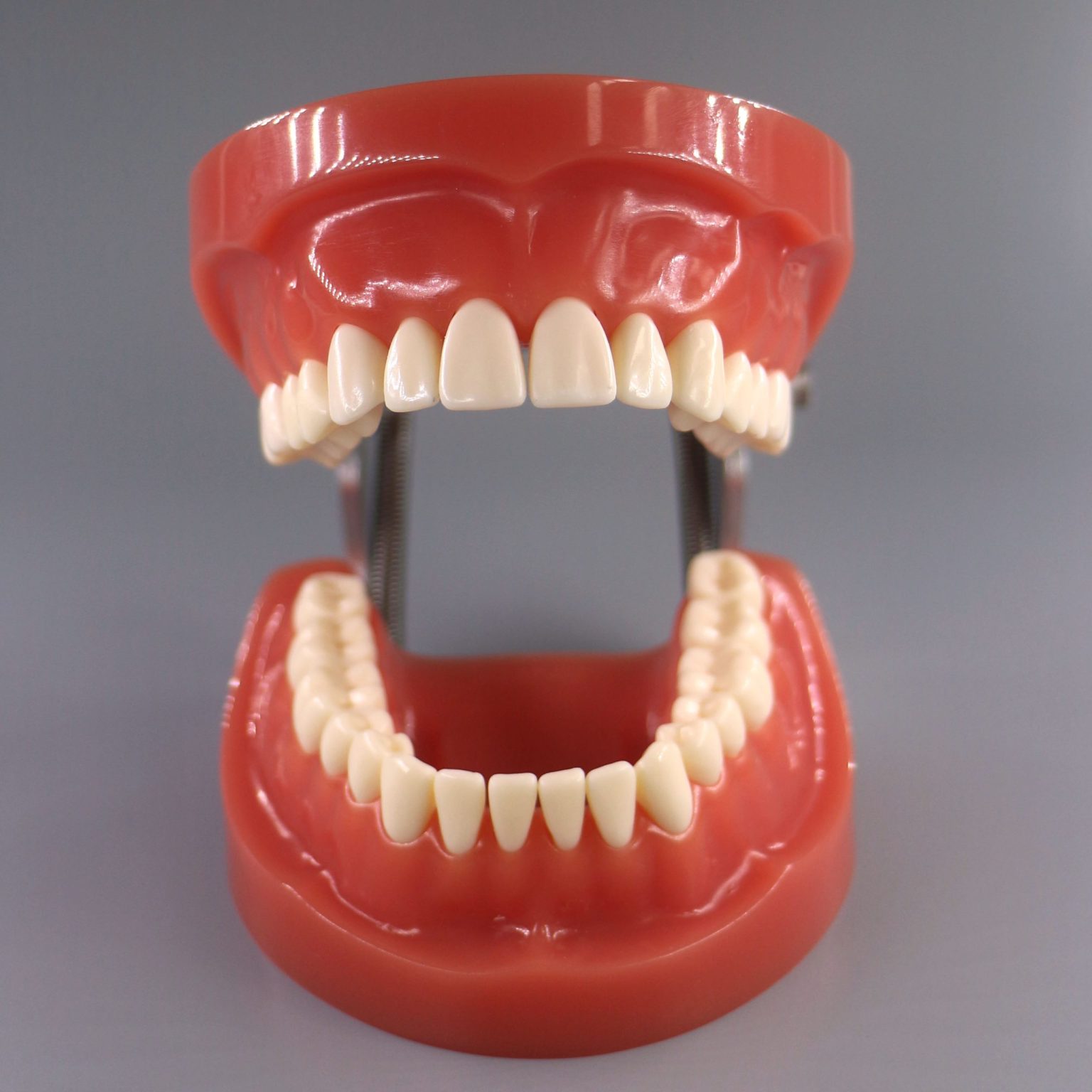 200 Series Hard Gingiva Jaw Model (32 Teeth) – Jojenmodel-dental model ...