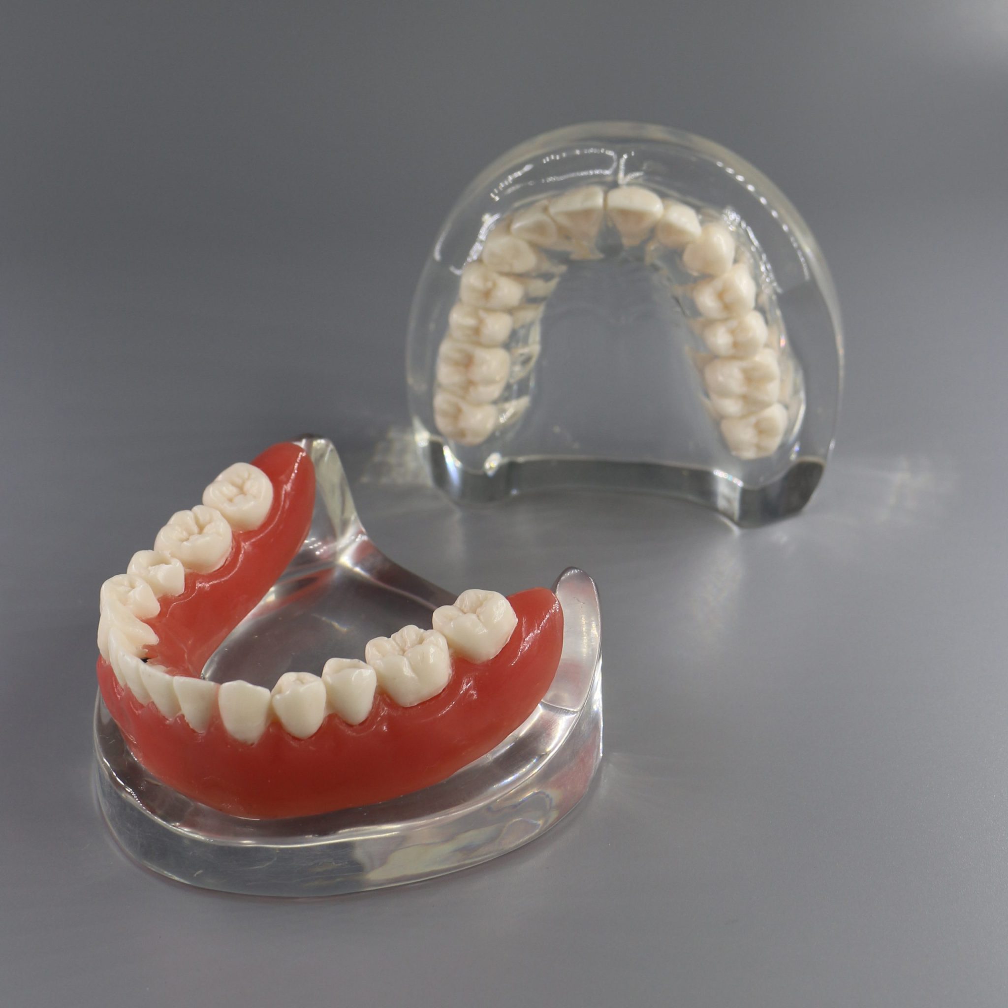 Orthodontic training Typodont – Jojenmodel-dental model teeth,dental ...