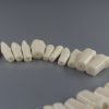 Typodont Replacement Teeth – Jojenmodel-dental model teeth,dental ...