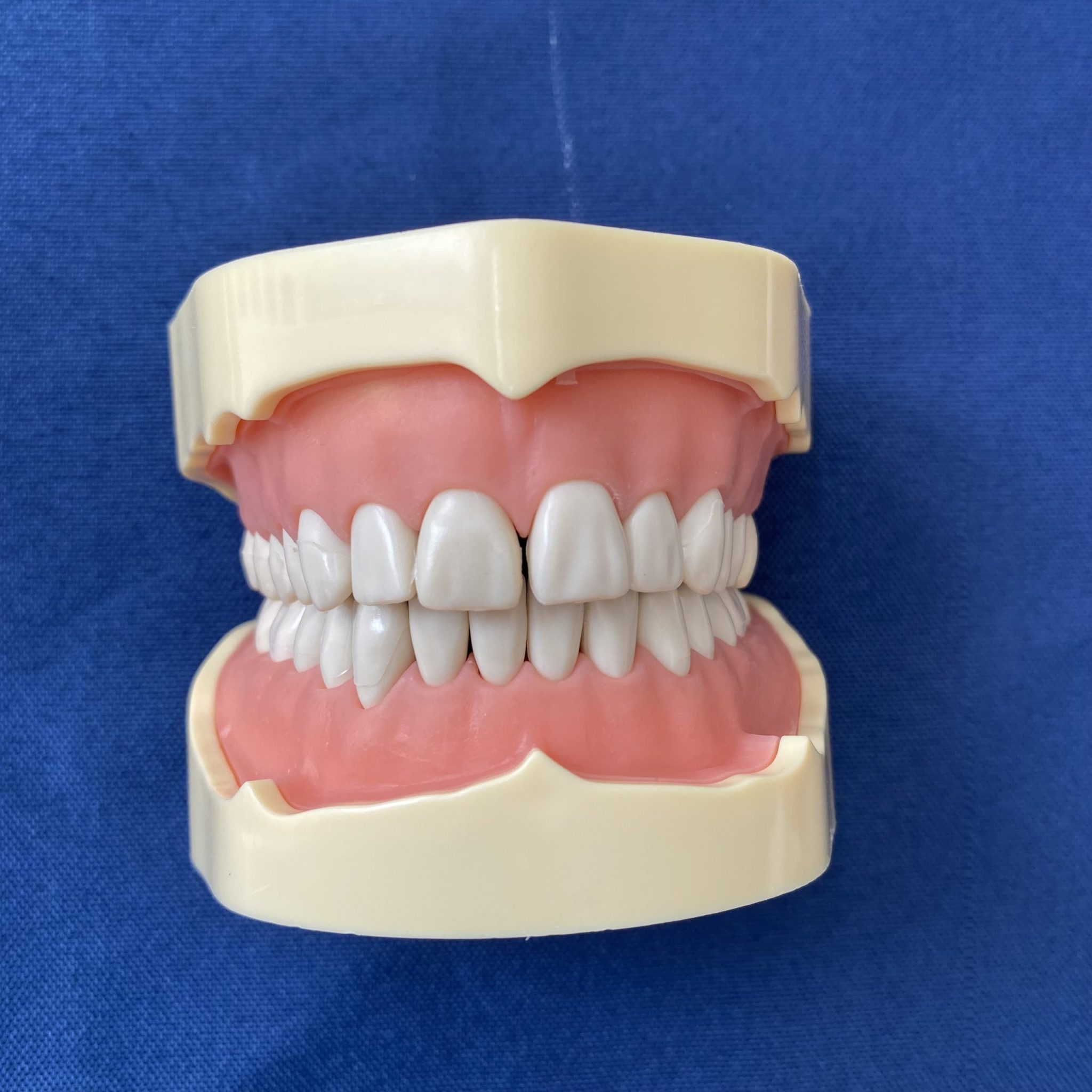 Dental Typodont – Jojenmodel-dental model teeth,dental simulation ...