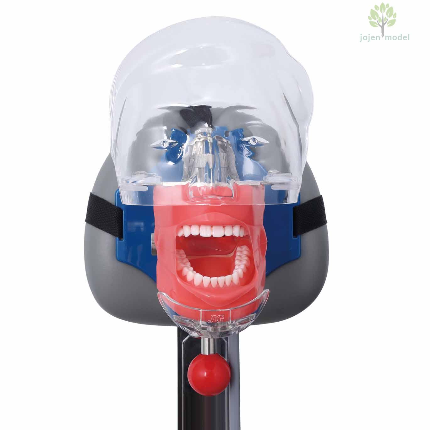 dental phantom head model – Jojenmodel-dental model teeth,dental ...