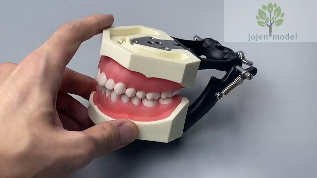 typodont model definition,dental articulated model China Best Company ...