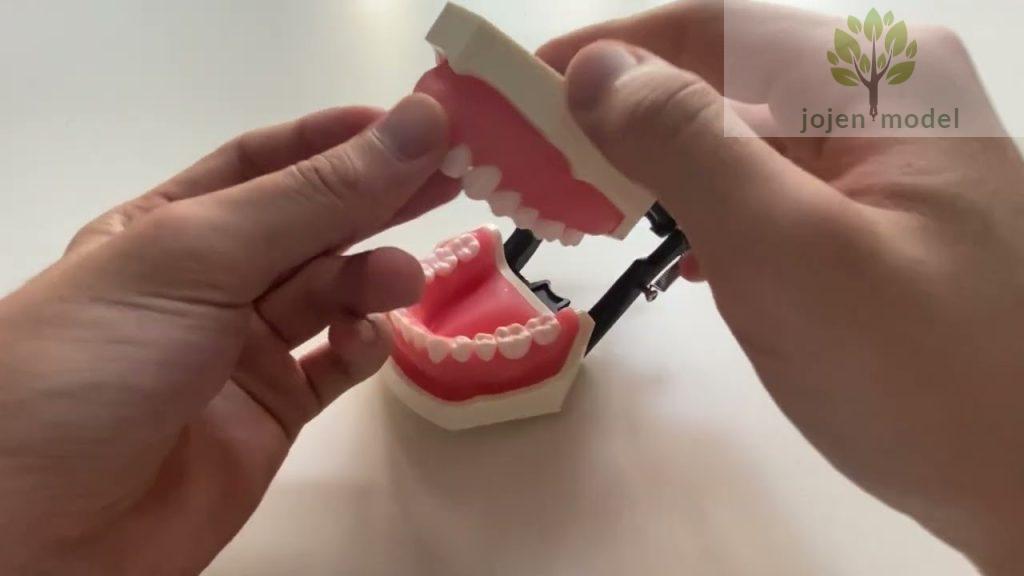 endodontics model lowest,Endo teeth Customization,endo teeth for ...