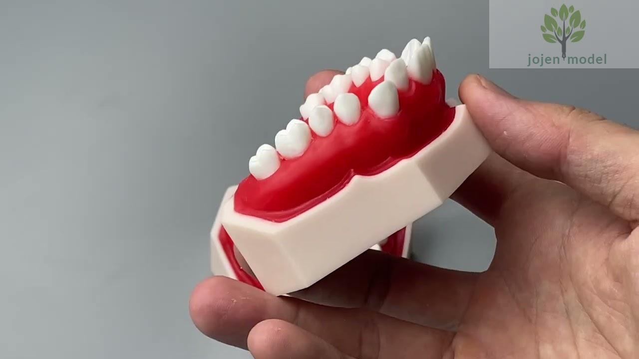 typodont teeth jaw price China Factory,Dental 200 Series China High ...