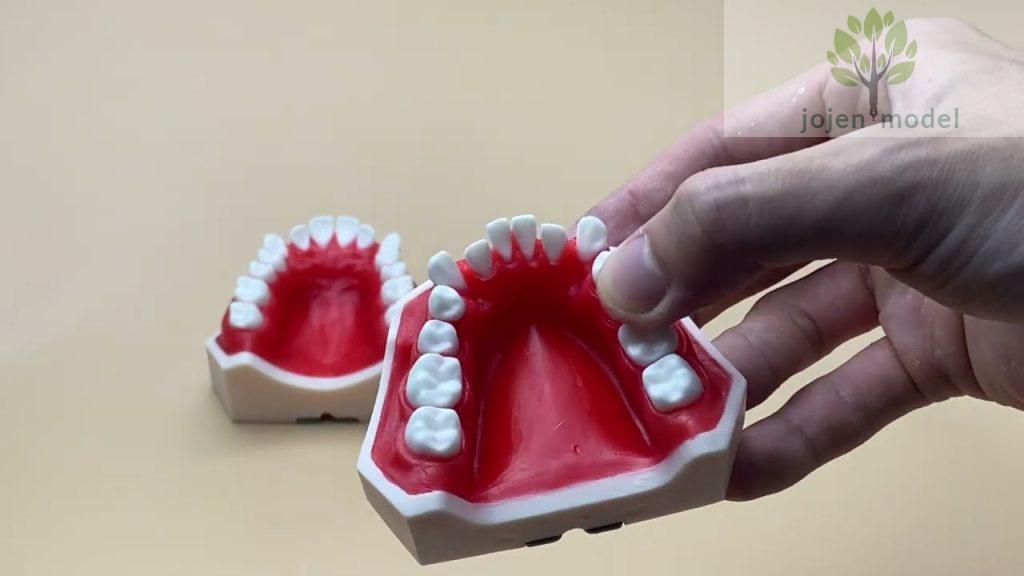 teeth models for education China Best Factory,dental articulated model ...