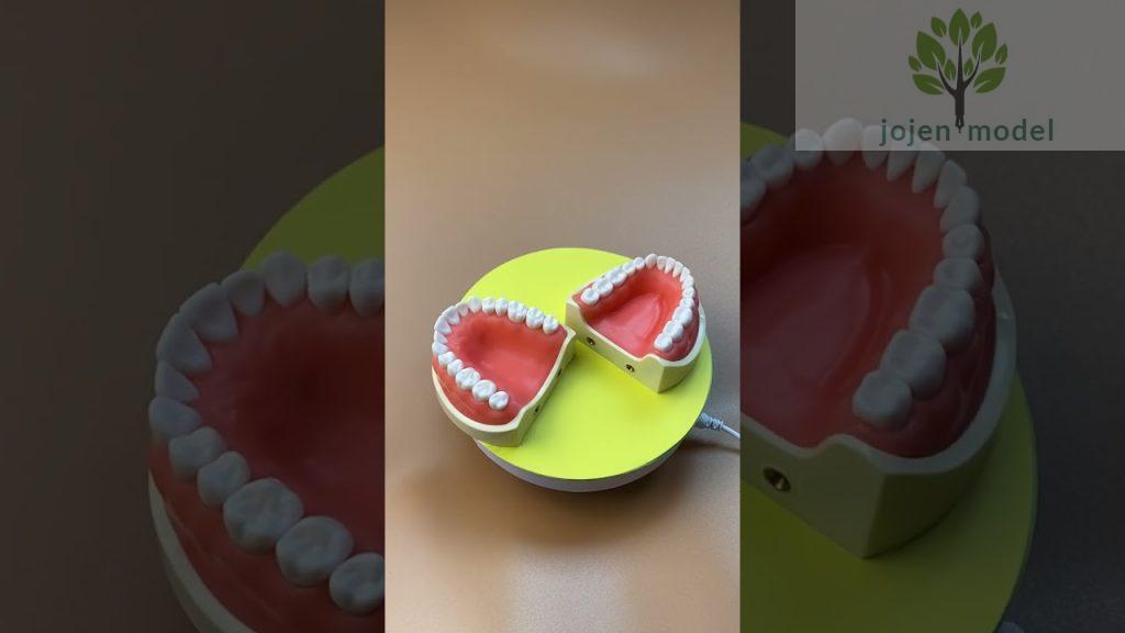 What is Tooth extraction model Custom Made?dental implant education ...