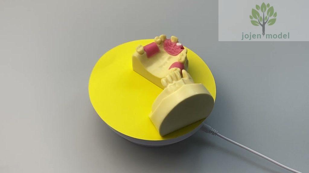 typodont model definition,dental articulated model China Best Company ...