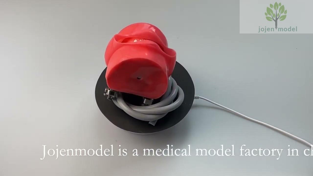 Dental implant models price,dental implant education model,dental ...