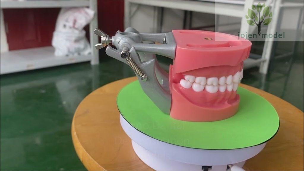 dental model China Best Company,Demo dental models,dental teeth model ...