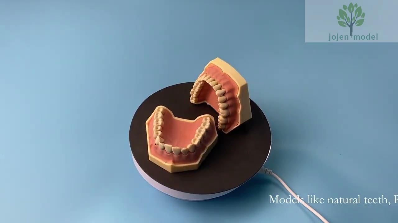Teeth Models seller Chinese, Teeth Models custom order, Teeth Models ...