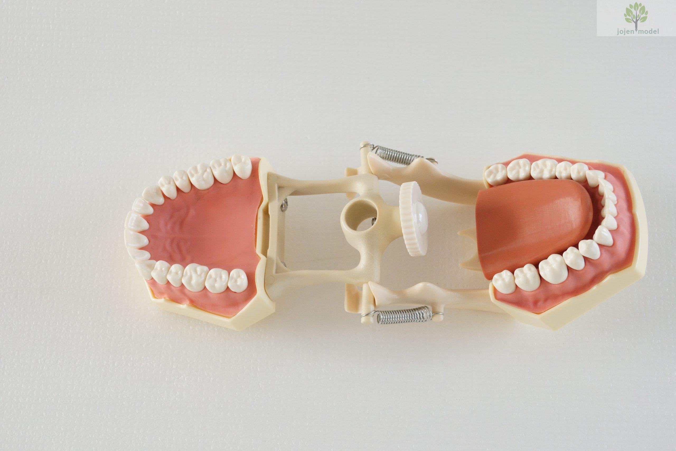 Frasaco type typodont 32 teeth with articulator – Jojenmodel-dental ...