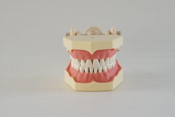 Frasaco type typodont 32 teeth with articulator – Jojenmodel-dental ...