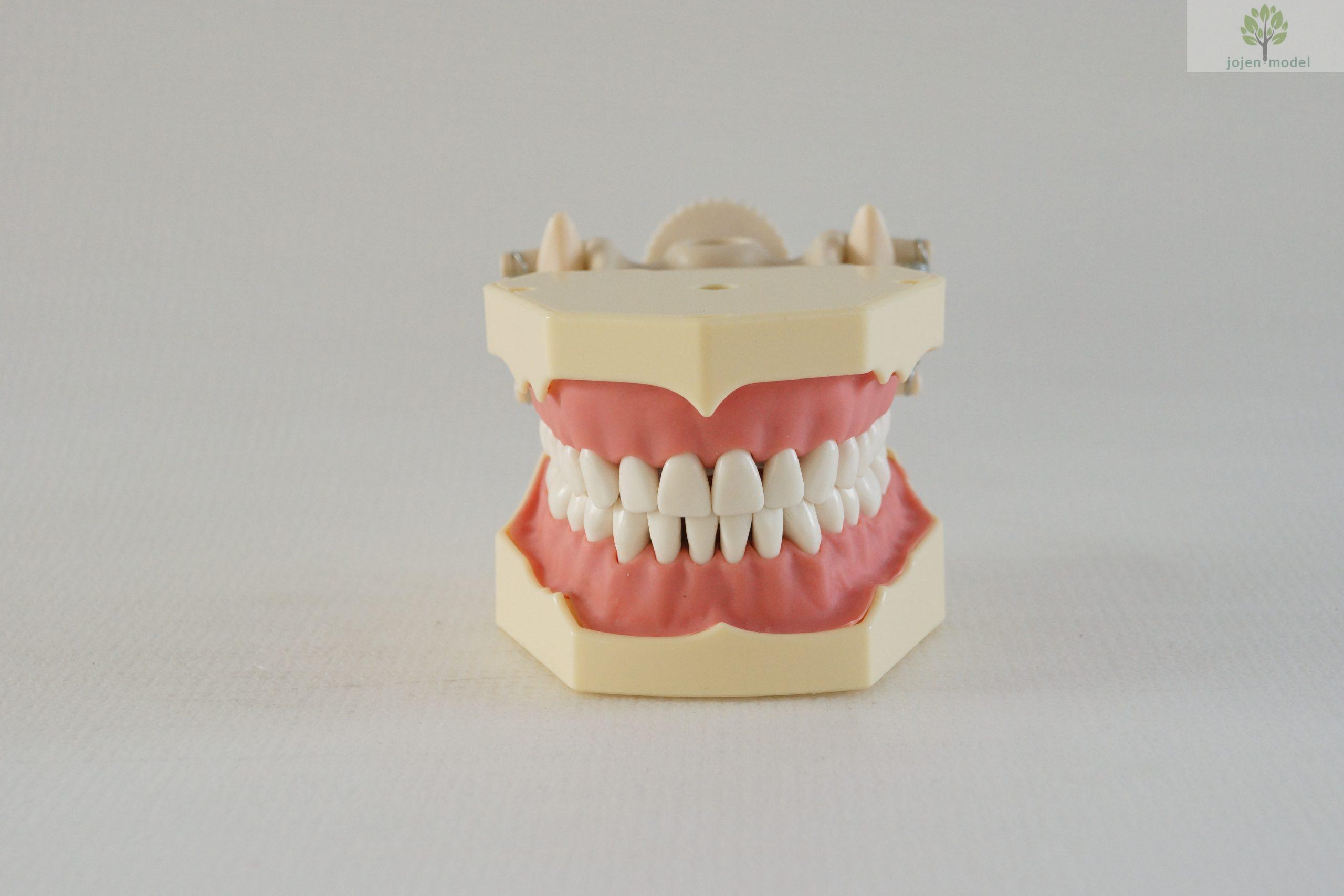 Frasaco type typodont 32 teeth with articulator – Jojenmodel-dental ...