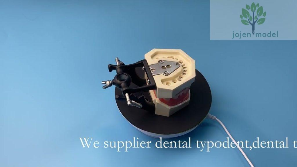 dental typodont head,Demo dental model with removable teeth,Dental ...
