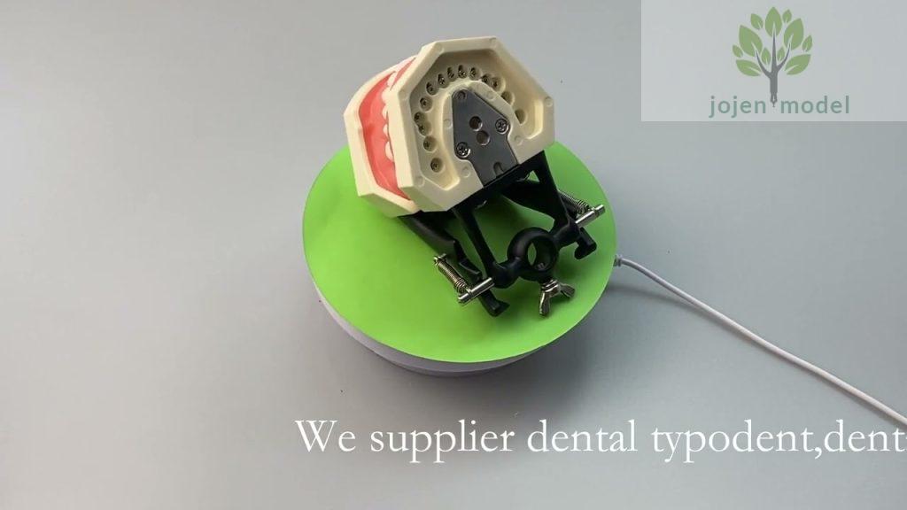 Child Periodontal Hygiene Manikin Manufacturer in China,columbia ...