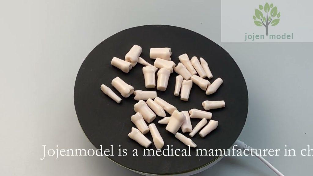 Typodont Teeth maker China, Typodont Teeth customize, Typodont Teeth ...