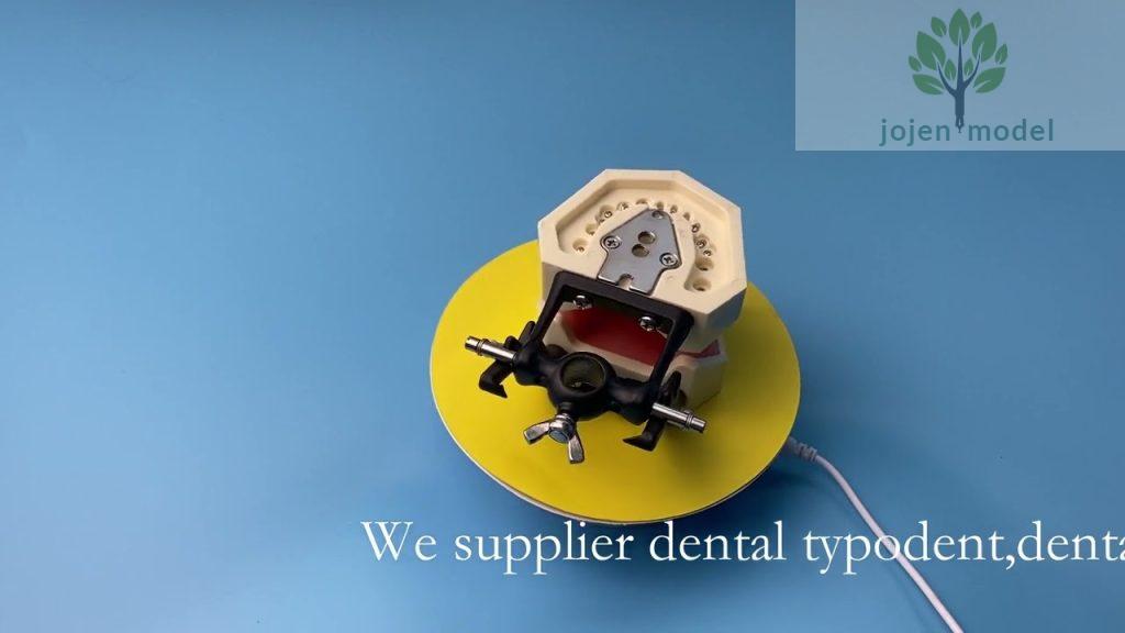 dental education models China High Quality Factory,Typodont Tooth Model ...
