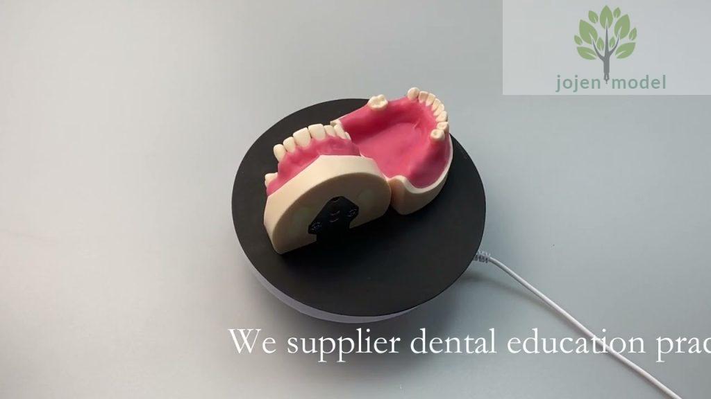 Dental Demonstration Models China High Quality Company,Plain Teeth ...