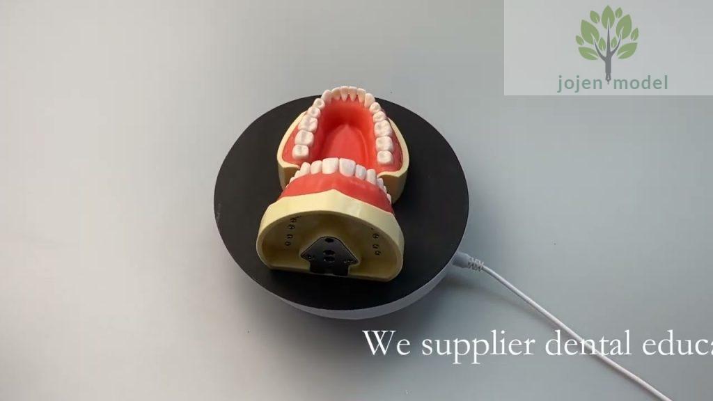 Periodontal Models Chinese customize,Demonstration typodont,dental demo ...