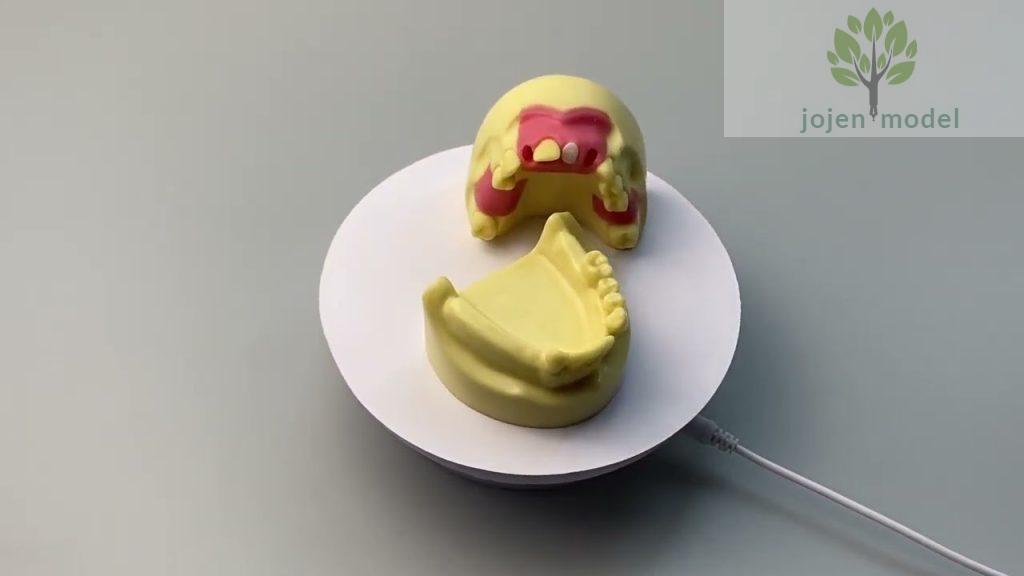 Dental Demonstration Models price China Factory,denture model 3d ...