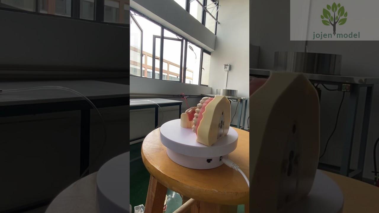 Phantom Head Dentistry manufacturer In China,Jojen Model Phantom Head ...
