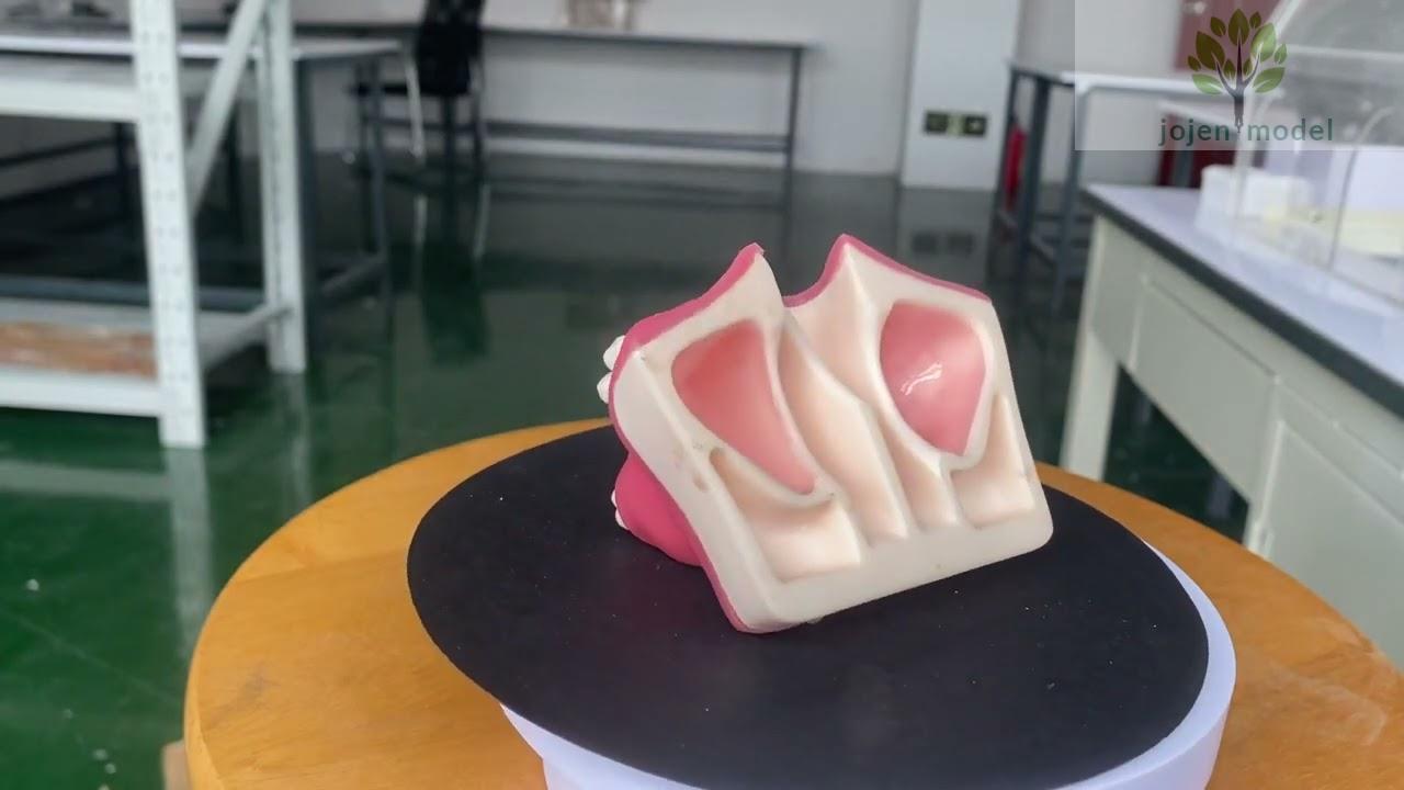 Dental Impression Techniques Training Model China customize,Tooth ...