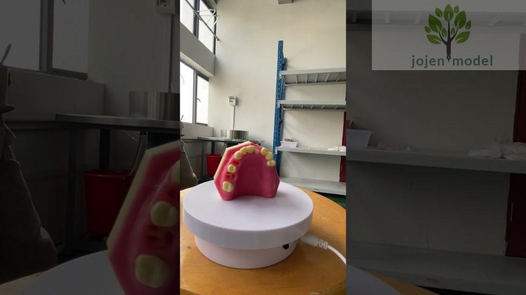 dental teaching models, Dental Demonstration Models, dental models ...