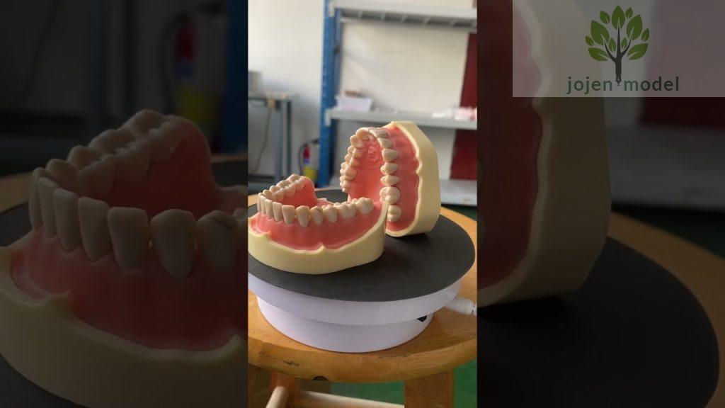 Periodontal Hygiene Disease Model China wholesaler,28 teeth model in ...