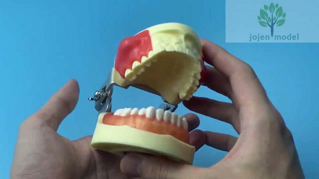 Demo bridge dental models Cheap Manufacturer Chinese,Periodontal Models ...