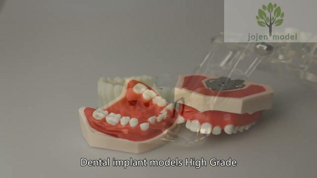 dental teaching models,articulated model dental,Dental Typodont Model ...